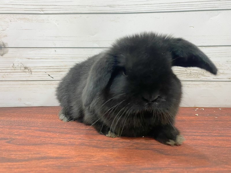 Available Pets - Petland Hoffman Estates, IL