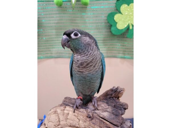 Petland Hoffman Estates, IL - Premium Pets, Puppies & Supplies