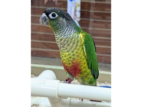 Green Cheek Conure - Petland Hoffman Estates, IL
