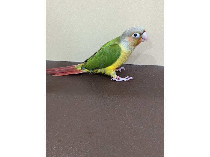 Petland Hoffman Estates, IL - Premium Pets, & Pet Supplies