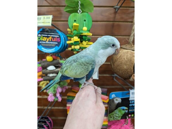 Available Pets - Page 2 of 3 - Petland Hoffman Estates, IL