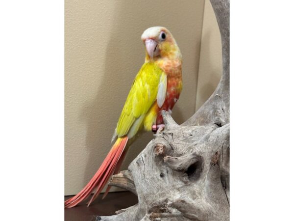 Petland Hoffman Estates, IL - Premium Pets, & Pet Supplies